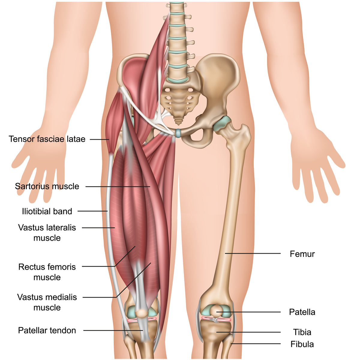 Treating The Tensor Fasciae Latae TFL Hip Leg TFL And More Niel treating-the-tensor-fasciae-latae-tfl-hip-leg-tfl-and-more-niel