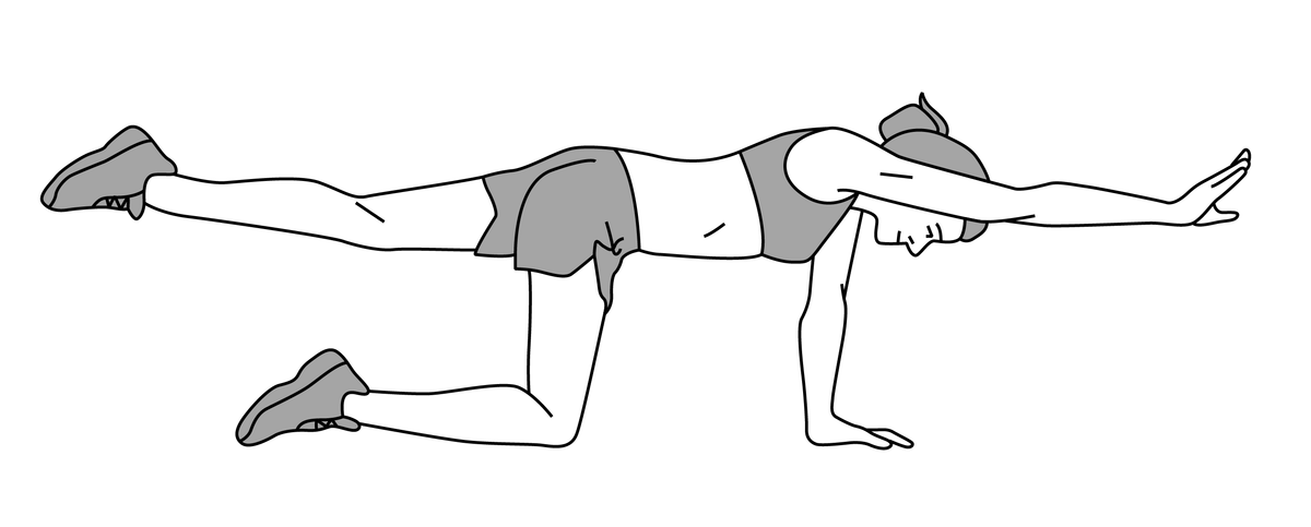 The Birddog Exercise | Birddog, Exercises, Low Back pain and more ...