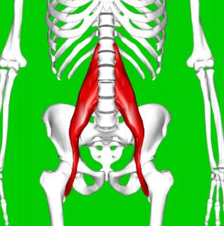 Trigger Point Therapy - Treating Psoas | About Trigger Points, Back ...