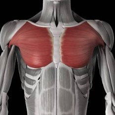 Muscle Energy Technique - Pectoralis Major | Muscle Energy Techniques ...