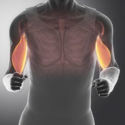 Stretching for Pain Relief and Rehabilitation - Biceps Brachii | Biceps ...