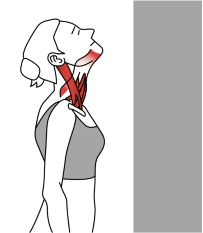 Neck Stretch Diagram