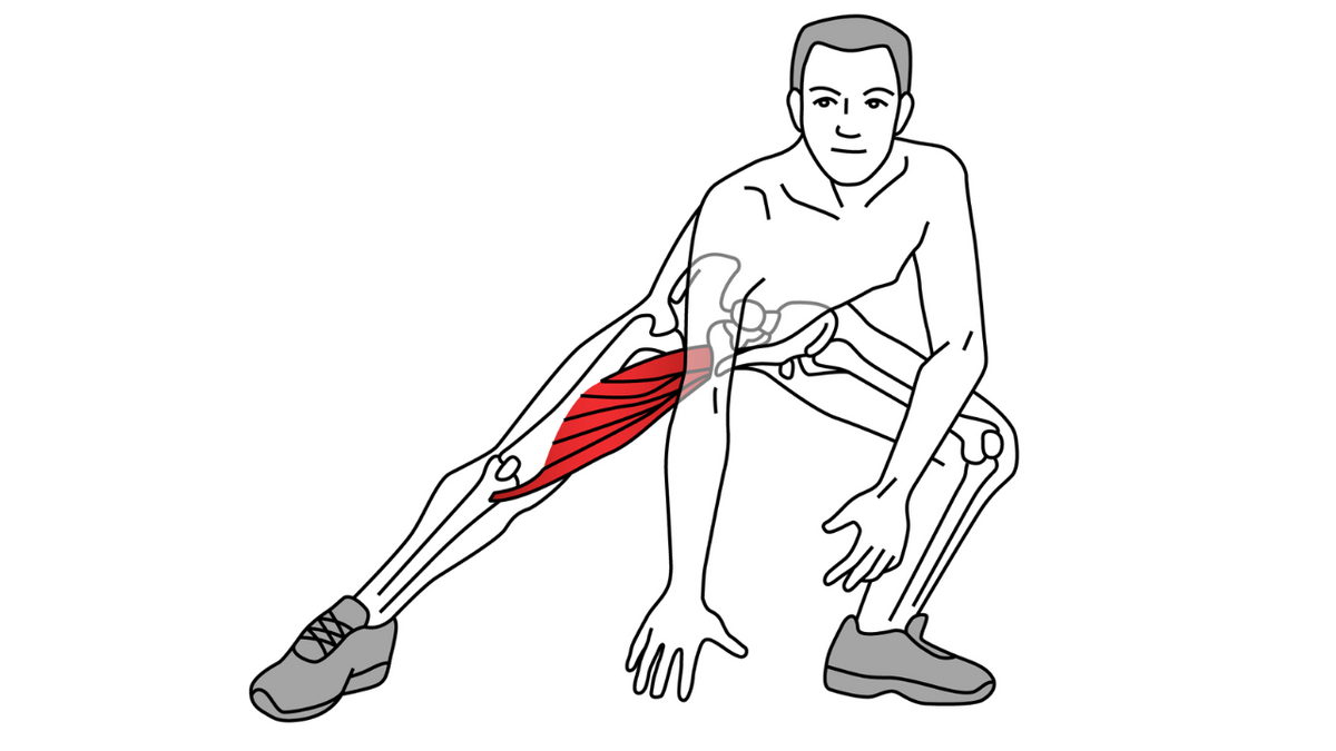 Correct Techniques for Stretching the Hip Adductors | Adductor Brevis ...