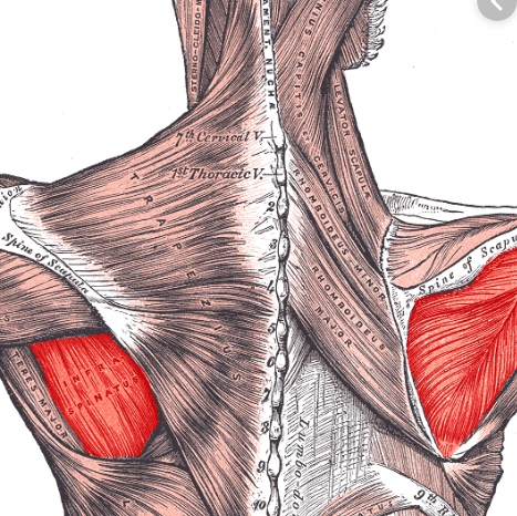 Treating Trigger Points - Infraspinatus | About Trigger Points, Rotator ...