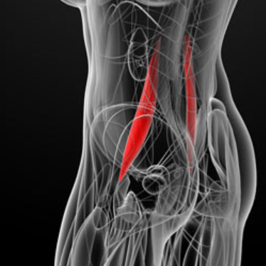 Understanding the Psoas as a Major Mechanism | Psoas and more | Niel ...