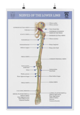Shop Lower limb Posters and Wall Art at Niel Asher Education