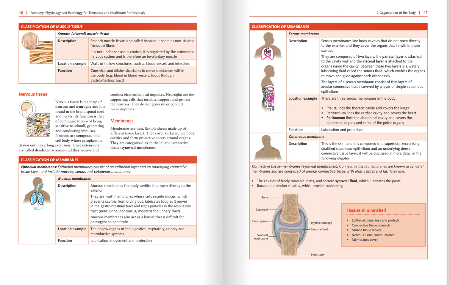 Anatomy, Physiology and Pathology | Niel Asher Education